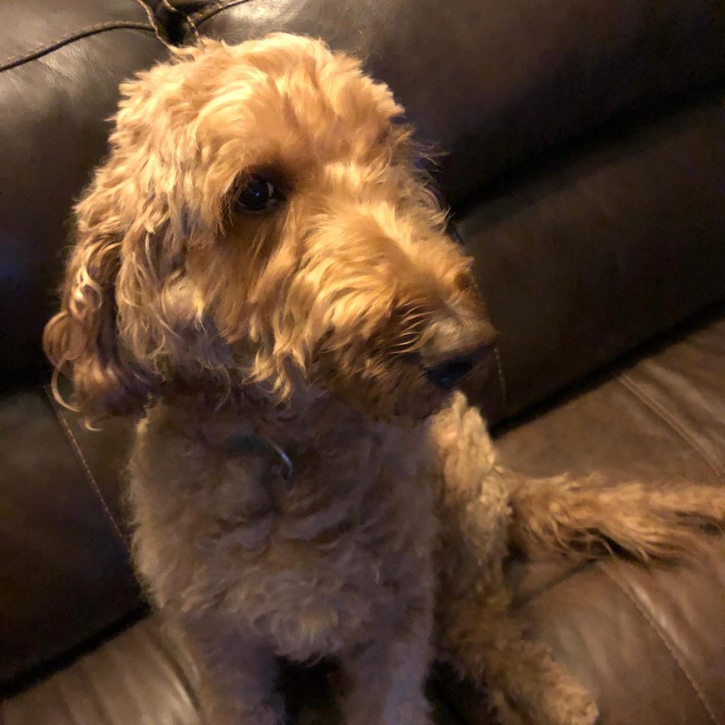 Sunshine Acres | Goldendoodle Puppies for Sale - Your BFF