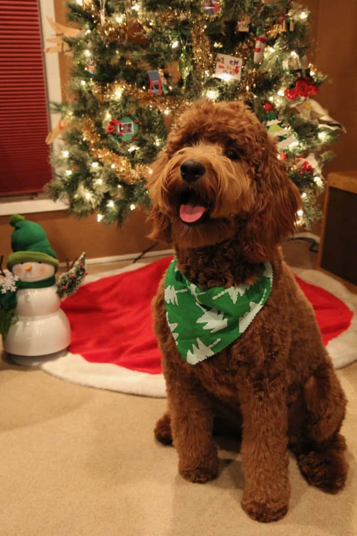 A Goldendoodle Happy Holiday Puppy
