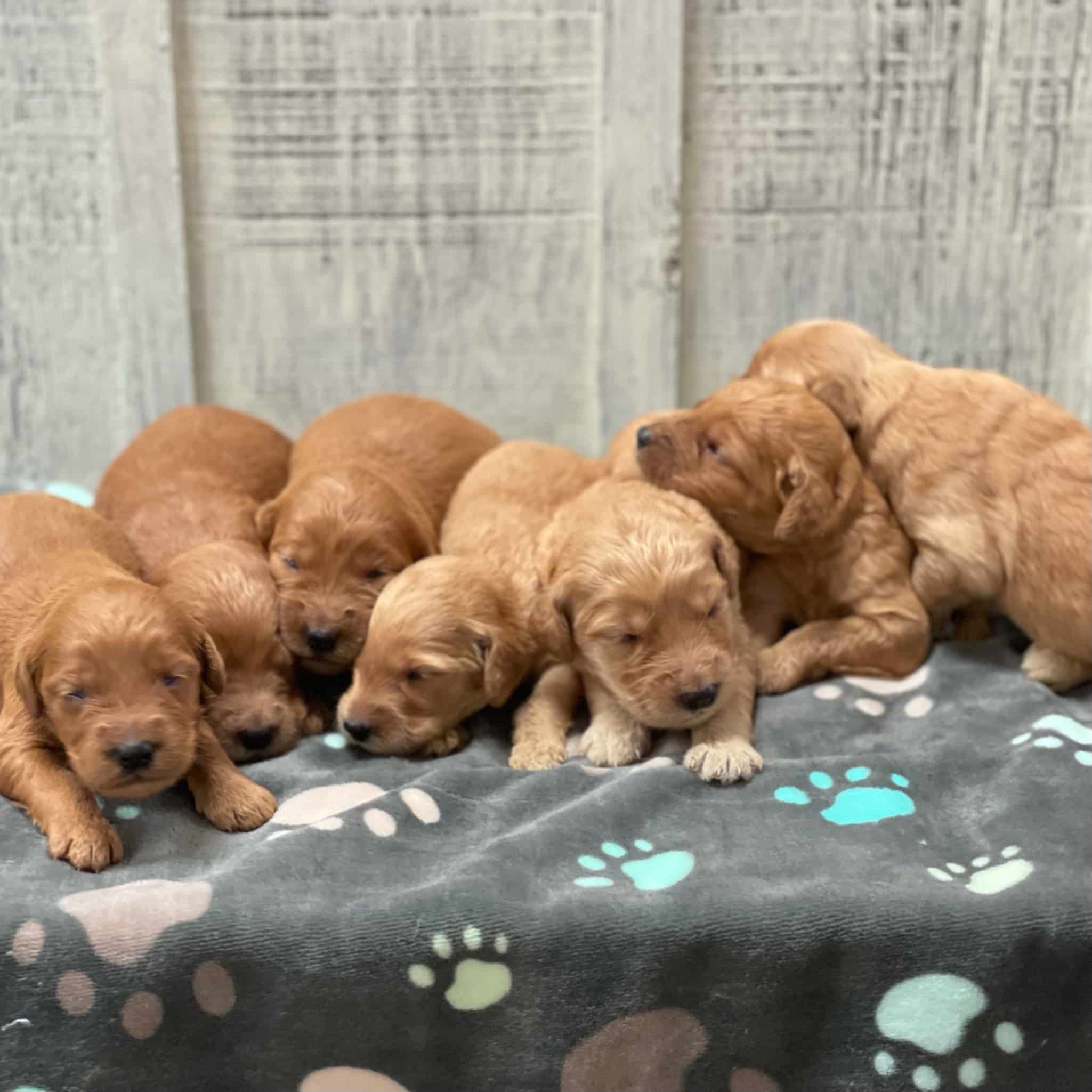 Field Golden Retriever Puppies for Sale | Sunshine Acres - Indiana