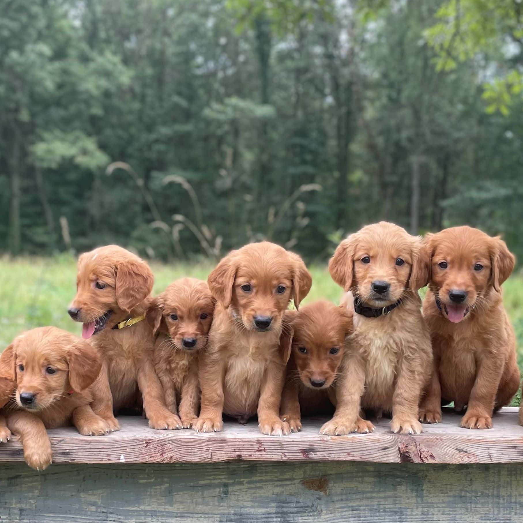 Field Golden Retriever Puppies for Sale | Sunshine Acres - Indiana