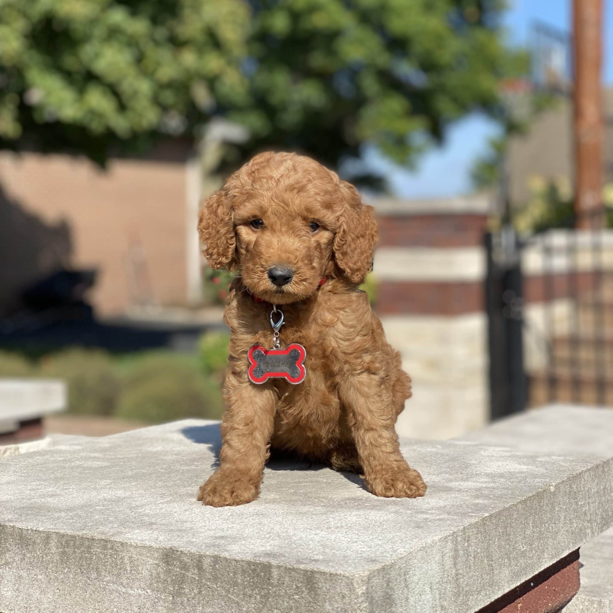 Moyen Poodle Puppies for Sale | Shop Moyen Poodles - Sunshine Acres