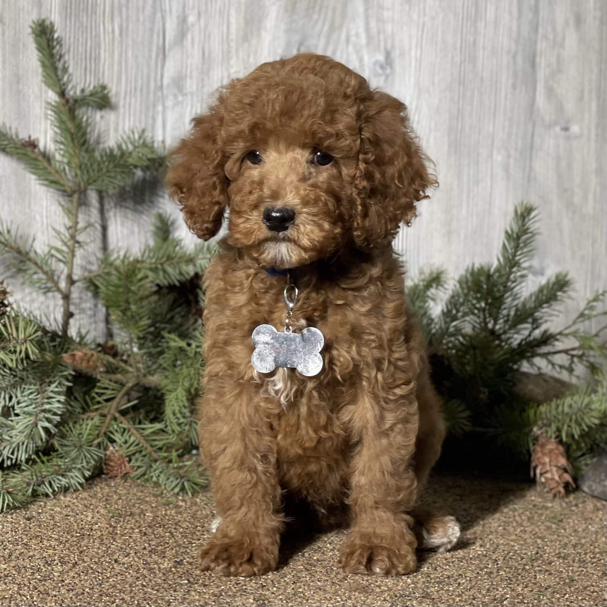 Moyen Poodle Puppies for Sale | Shop Moyen Poodles - Sunshine Acres