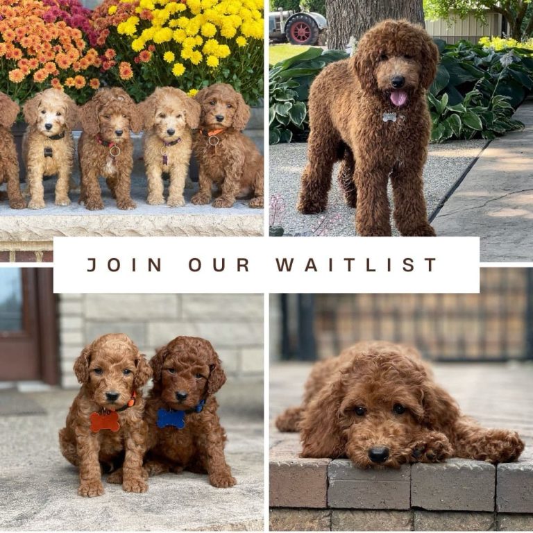 Moyen Poodle Puppies for Sale | Shop Moyen Poodles - Sunshine Acres