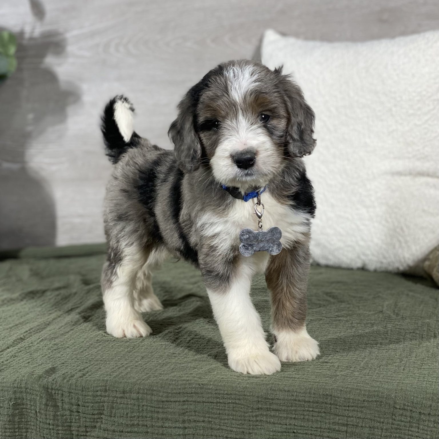 Bernedoodle Puppies for Sale | Browse Bernedoodle Puppies from a Reputable Breeder - Sunshine Acres
