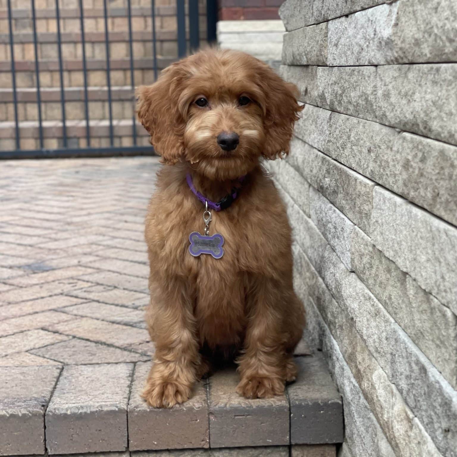 Goldendoodle Puppies for Sale | Goldendoodle Breeder in Indiana ...