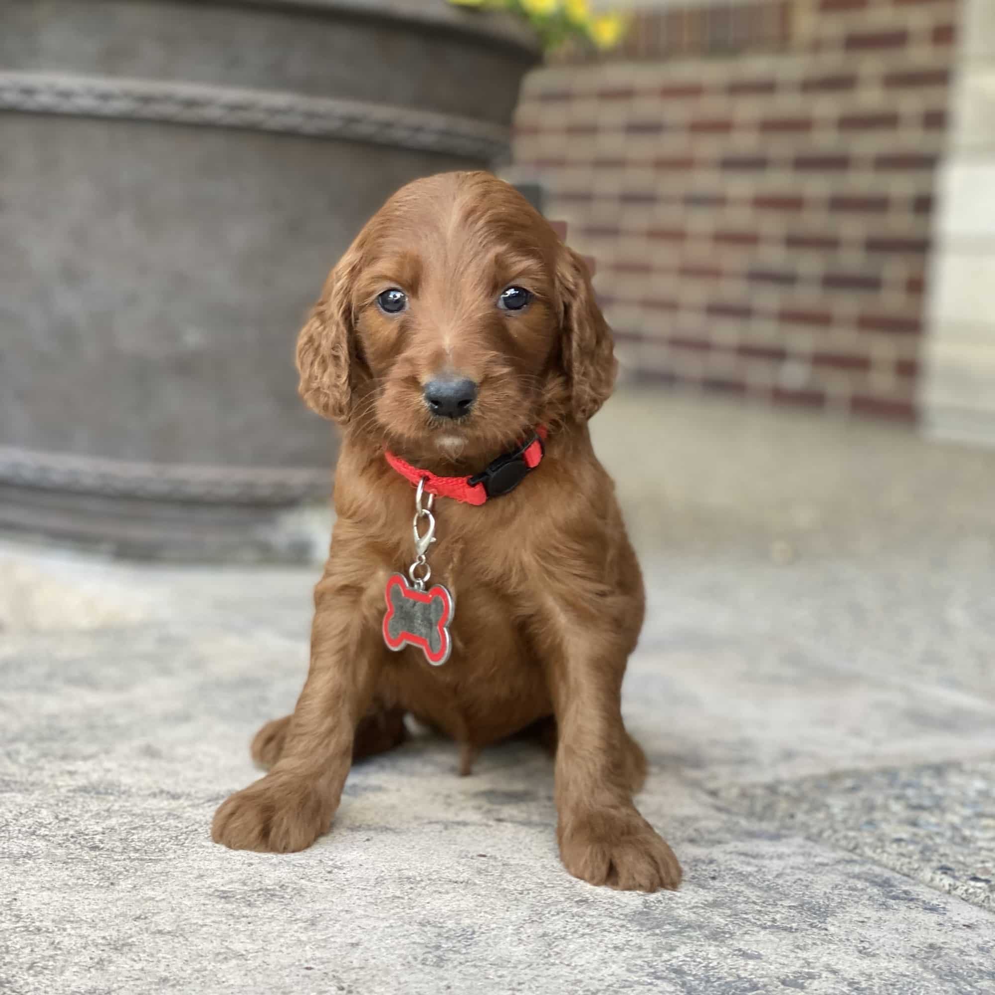 Sawyer | Sunshine Acres Sawyer | Sunshine Acres